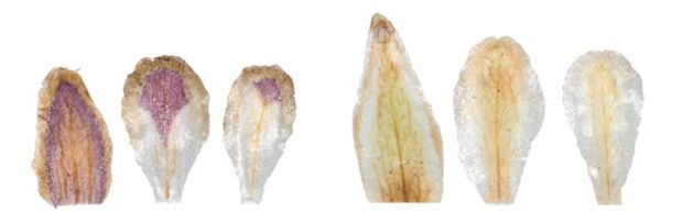 Cotula barbata | PlantZAfrica